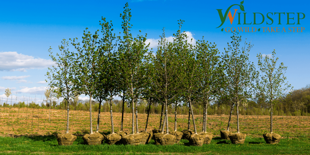 Tree Planting Banner - SchoolPro TLC